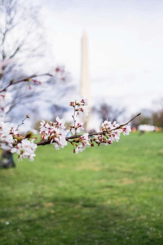 DC Cherry Blossom & Monuments Tour with Seasonal Boat Cruise - Exploring the DC Cherry Blossom & Monuments Tour with Seasonal Boat Cruise