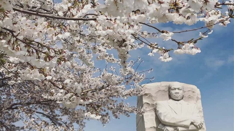 DC: Cherry Blossoms & Tidal Basin Memorials Walking Tour - The Sum Up