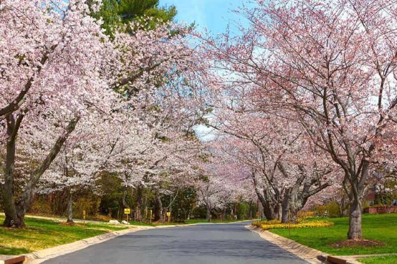 DC Kenwood Cherry Blossoms Small Group Max 12 Half-Day Tour - Key Points