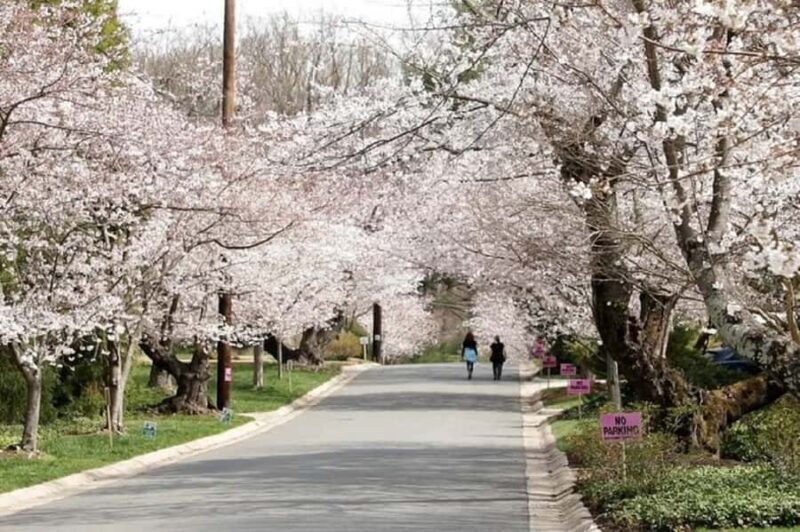 DC Kenwood Cherry Blossoms Small Group Max 12 Half-Day Tour - Major Landmarks and Government Buildings