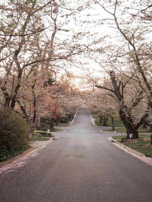 DC Kenwood Cherry Blossoms Small Group Max 12 Half-Day Tour - Scenic Drive and City Highlights