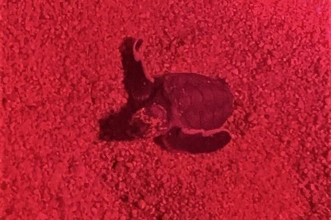 DE rismo and Night Monitoring of Sea Turtles - Who Should Consider This Tour?