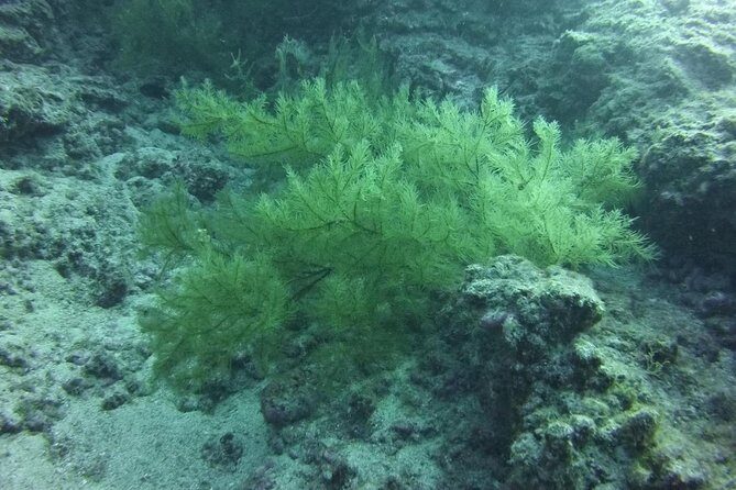 DEEP DIVING SPECIALITY - Discover a new world up to 40m depth ! - Introduction: Why Choose a Deep Diving Specialty Course in Tenerife?