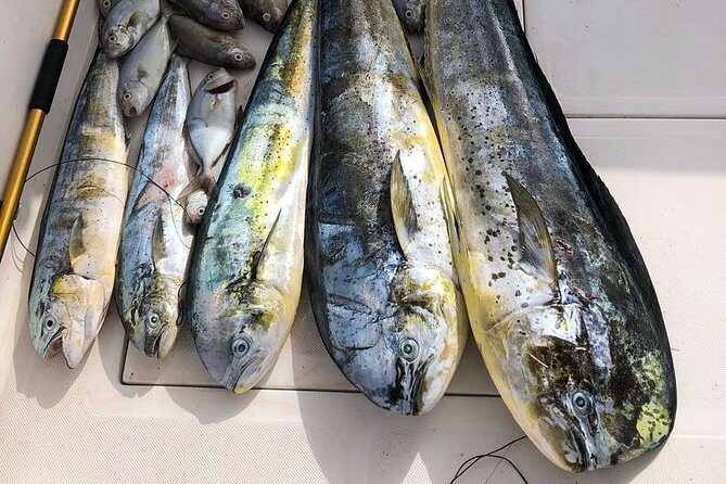 Deep Sea Fishing Tour - Final Thoughts