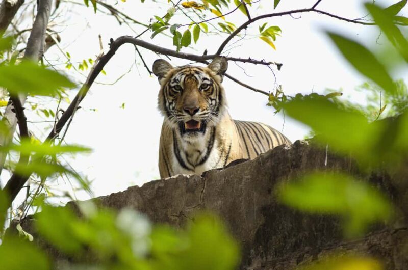Delhi: 2-Day Jim Corbett Safari Adventure - An Overview of the Itinerary and Experience