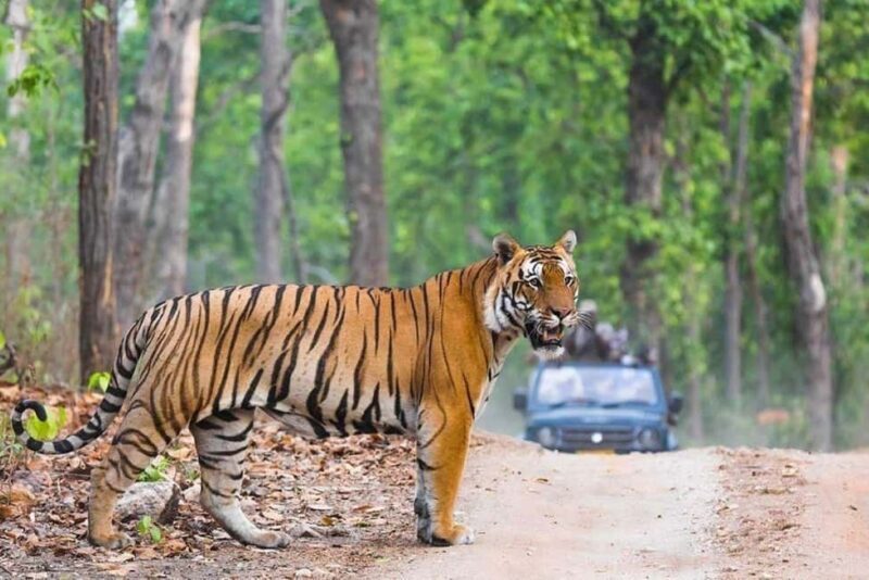 Delhi: 2-Day Ranthambore Safari Expedition with Car & Guide - Key Points