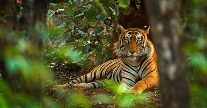 Delhi: 2-Day Ranthambore Safari Expedition with Car & Guide - Final Thoughts
