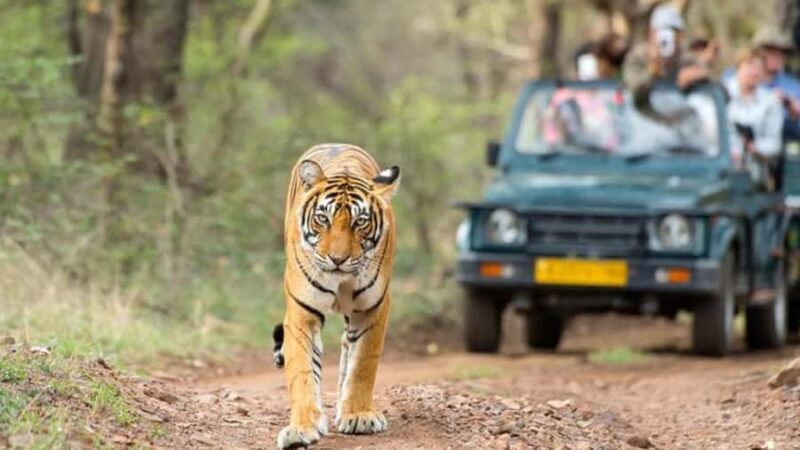 Delhi: 7 Days Golden Triangle with Tiger safari & Varanasi - Key Points
