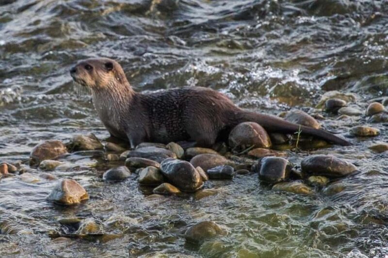 Delhi-Agra-Jaipur Golden Triangle Multiday trip with Safari - Value for Money