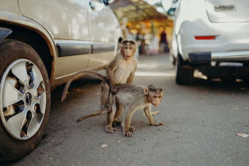 Delhi: Monkey Safari guided walking tour - Discovering Delhis Hidden Wildlife: The Monkey Safari