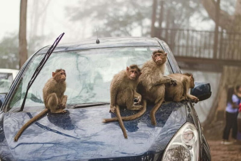Delhi: Monkey Safari guided walking tour - Authentic Experiences Highlighted by Travelers