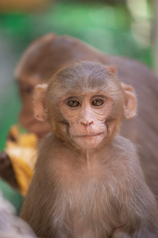 Delhi: Monkey Safari guided walking tour - The Sum Up: Who Will Love This Tour?