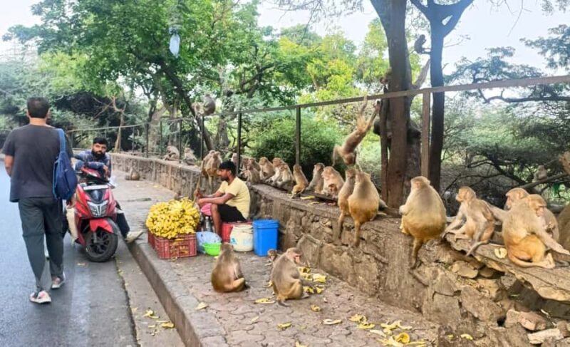 Delhi: Northern Ridge Walk with Tibetan Colony Tour - Authenticity and Value