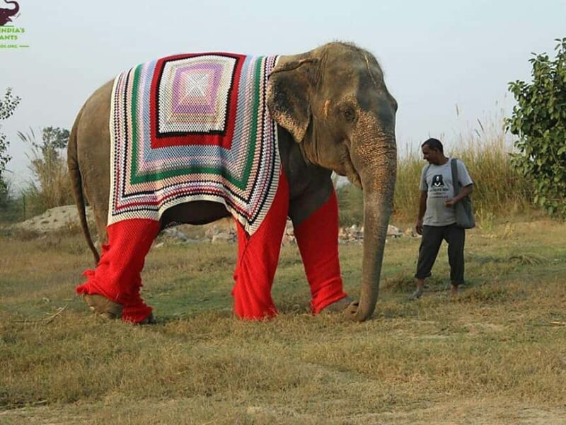 Delhi: Private 3-Days Jaipur & Ranthambore Tiger Safari Tour - The Sum Up