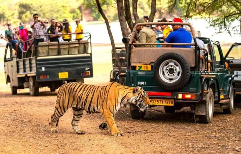 Delhi: Ranthambore National Park 3-Day Tour with Safari. - Why Choose This Tour?