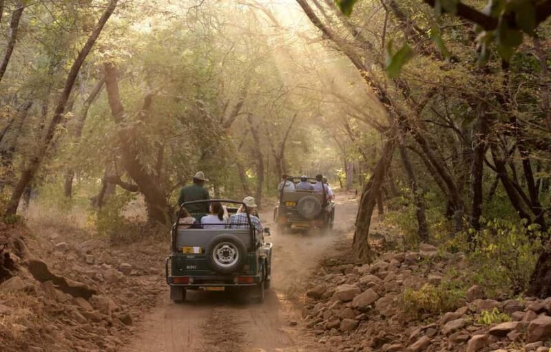 Delhi: Ranthambore National Park 3-Day Tour with Safari. - What’s the Real Value?
