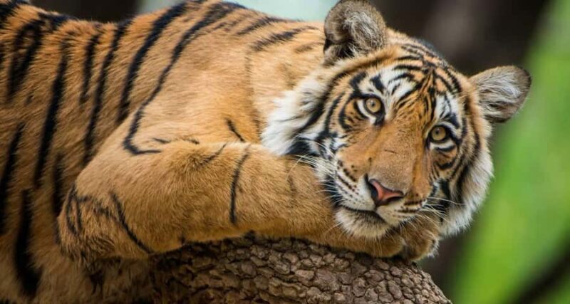 Delhi: Ranthambore National Park 3-Day Tour with Safari. - Who Will Love This Tour?