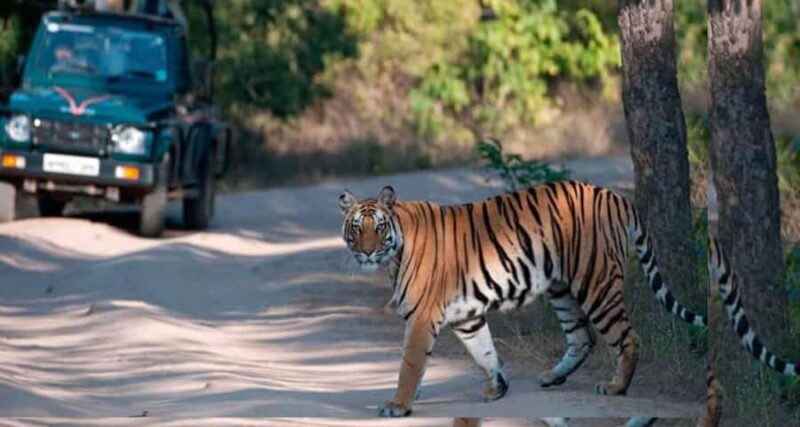 Delhi: Ranthambore National Park 3-Day Tour with Safari. - Final Thoughts