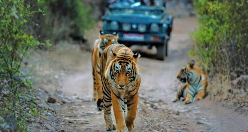 Delhi: Ranthambore National Park 3-Day Tour with Safari. - FAQs