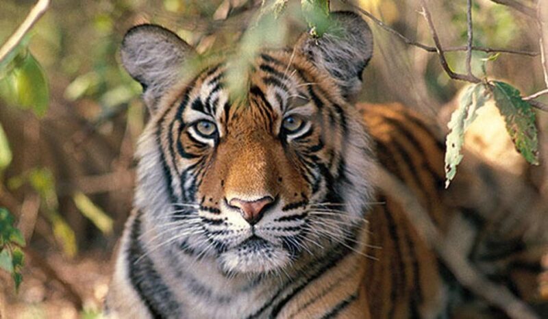Delhi: Ranthambore National Park 3-Day Trip w/ Tiger Safari - Who Should Consider This Tour?