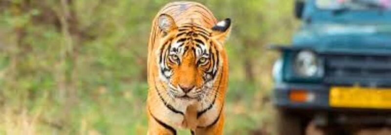 Delhi: Sariska Tiger Reserve Tour with 5-Star Lunch - The Journey Begins with Style