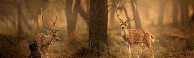 Delhi: Sariska Tiger Reserve Tour with 5-Star Lunch - The Safari Experience: Wildlife & Views