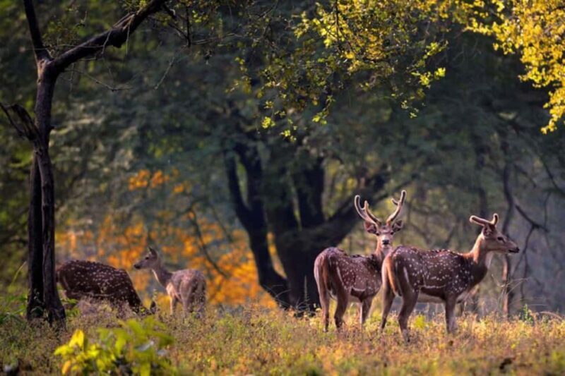 Delhi: Sariska Tiger Reserve Tour with 5-Star Lunch - Exploring Nearby Heritage Spots