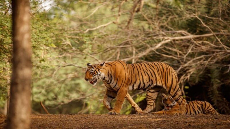 Delhi: Sariska Tiger Reserve Tour with 5-Star Lunch - The Return Journey