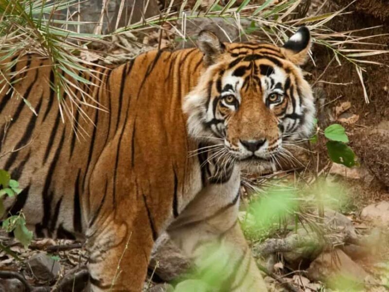 Delhi: Sariska Tiger Reserve Tour with 5-Star Lunch - Potential Drawbacks