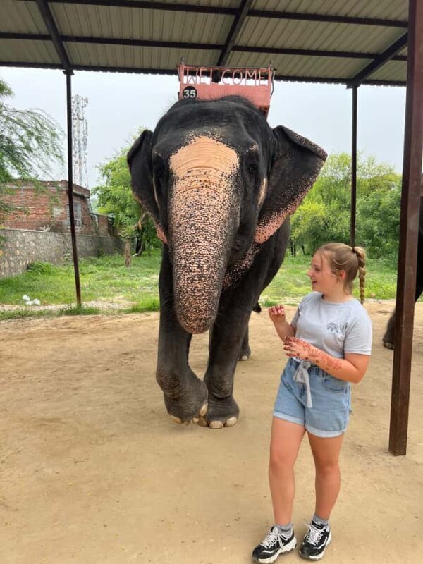 Delhi: Sunrise Taj Mahal & Elephant Rescue - All Inclusive - Who Should Consider This Tour