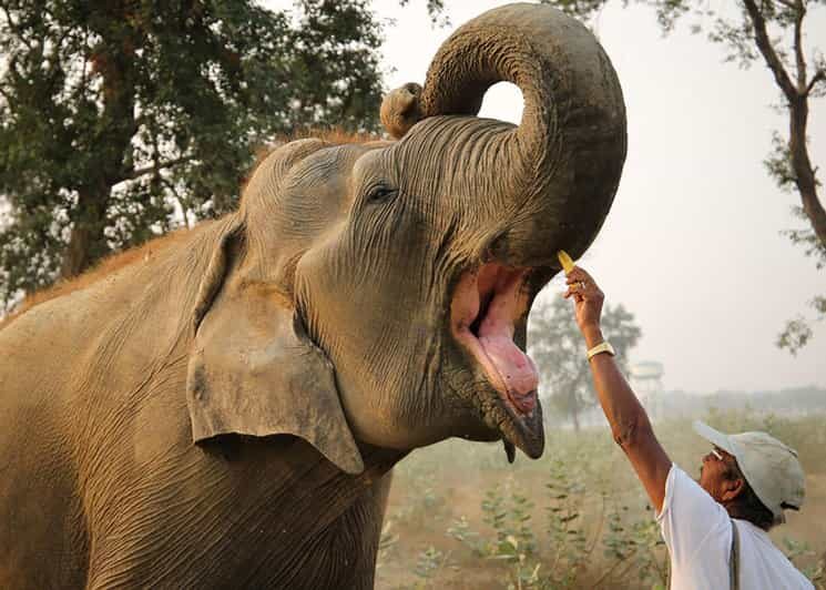 Delhi: Sunrise Taj Mahal & Elephant SOS Tour with Transfers - Key Points