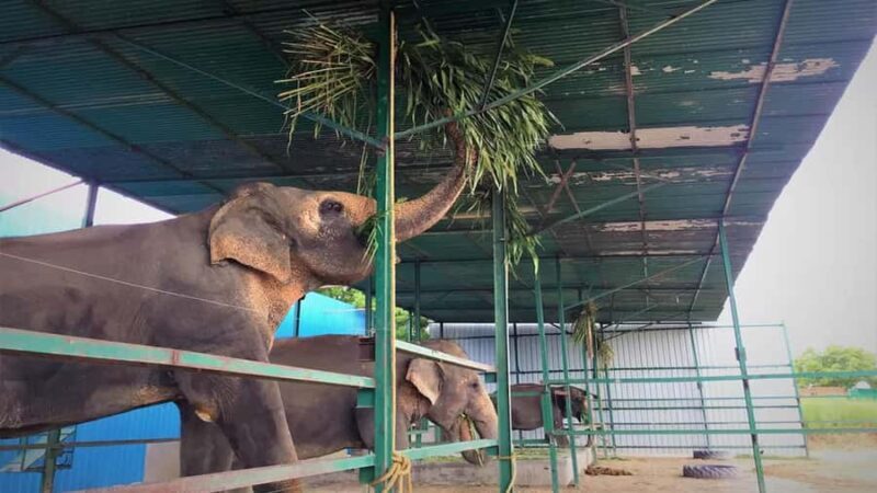 Delhi : Taj Mahal Sunrise Tour with Elephant SOS Center - Final Thoughts