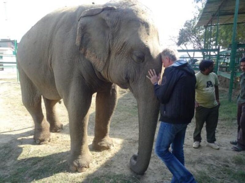 Delhi: Taj Mahal & Wildlife SOS Elephant/Bear Sanctuary Tour - Heartwarming Encounters at Wildlife SOS Sanctuary