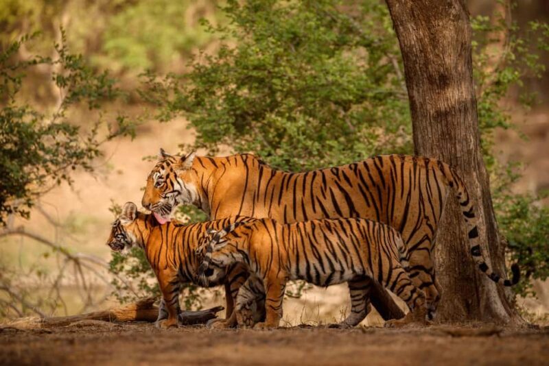 Delhi to Ranthambhore Overnight Tour/Tiger Safari By Car - Key Points