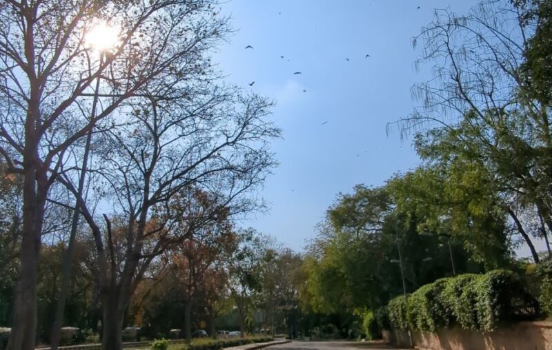 Delhi: Yoga in Lodhi Garden - Practical Tips for Your Yoga Experience in Lodhi Garden