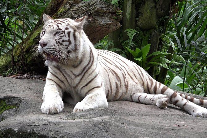 Delhi Zoo White Tigers & lions with Old Fort Visit - Cultural and Historical Charm: Purana Qila