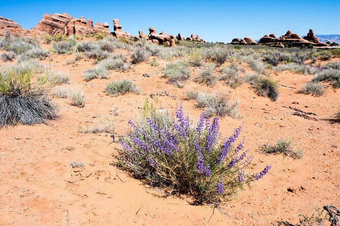 Delicate Arch Trail Self-Guided Audio Walking Tour - Deep Dive: Is It Worth the Price?