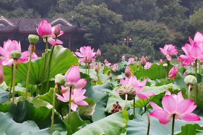 Delightful Wuzhen Water Town and Hangzhou City Highlights Private Day Tour - The Experience from Past Travelers