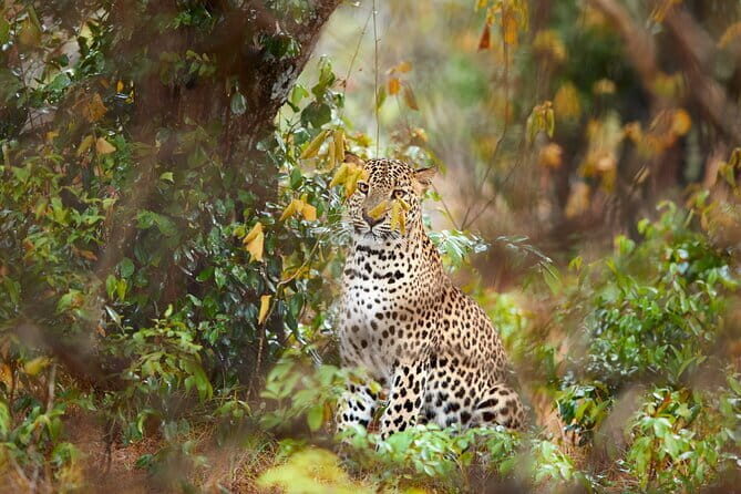 Delights of Sri Lanka - An In-Depth Look at the Itinerary