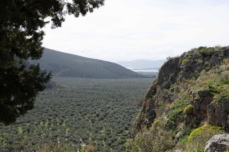 Delphi: Easy Hike on Ancient Path through the Olive Groves - What’s Included and What to Bring