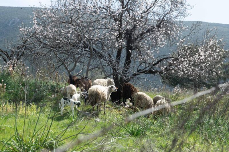 Delphi: Easy Hike on Ancient Path through the Olive Groves - The Sum Up
