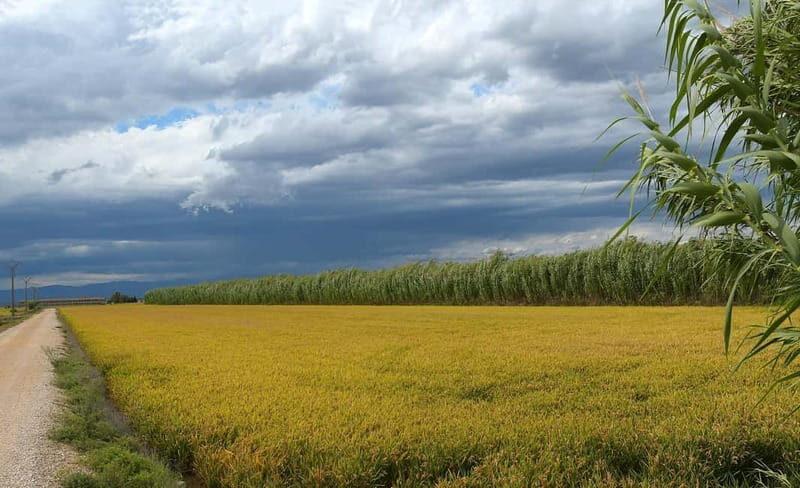 Deltebre: bicycle rentals in the Ebro Delta - Key Points