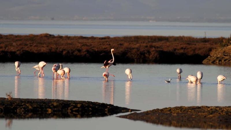 Deltebre: bicycle rentals in the Ebro Delta - Introduction: Why Rent a Bike in the Ebro Delta?