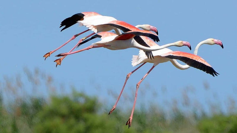 Deltebre: bicycle rentals in the Ebro Delta - Who Is this Experience Best For?