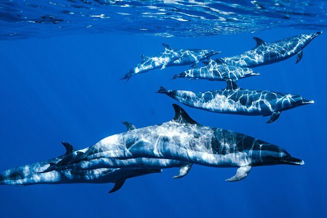 Deluxe Catamaran Swim with Dolphins in Oahu with Waterslide - An In-Depth Look at the Experience