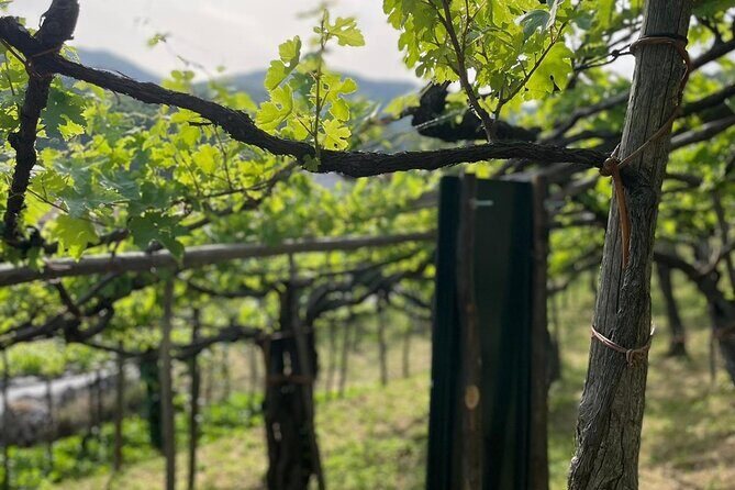 Deluxe Experience: Mozzarella, Oil and Wine Tasting on the Amalfi Coast - FAQ