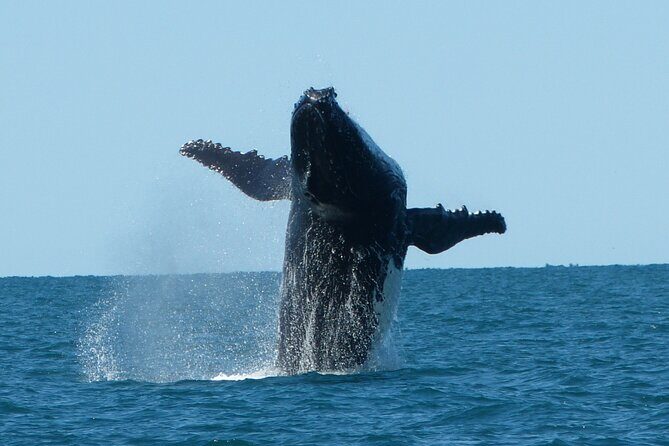 Deluxe Mega Fauna Humpback or Whaleshark Swim Ningaloo Reef - An In-Depth Look at the Tour Experience