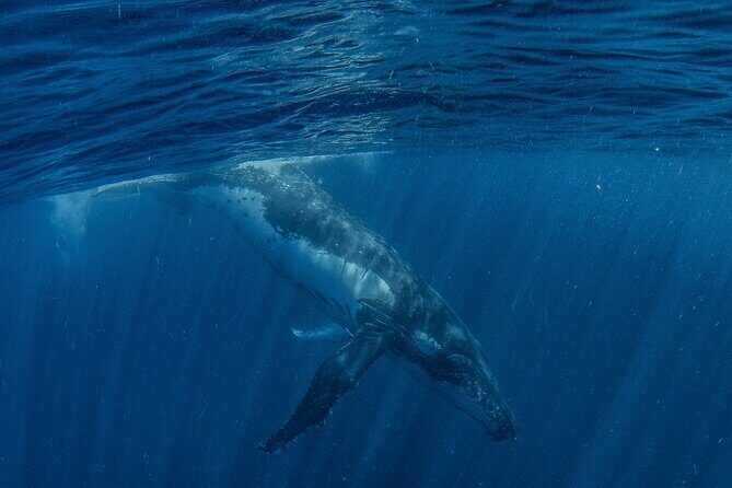 Deluxe Mega Fauna Humpback or Whaleshark Swim Ningaloo Reef - The Sum Up: Is This Tour Right for You?