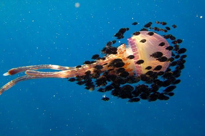 Deluxe Morning Snorkeling Adventure - Pricing and Value: Your Money’s Worth?