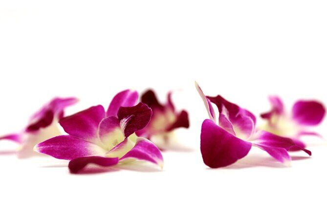 Deluxe Orchid Lei Greeting (Maui, Kahului Airport, OGG) - What to Expect When You Arrive
